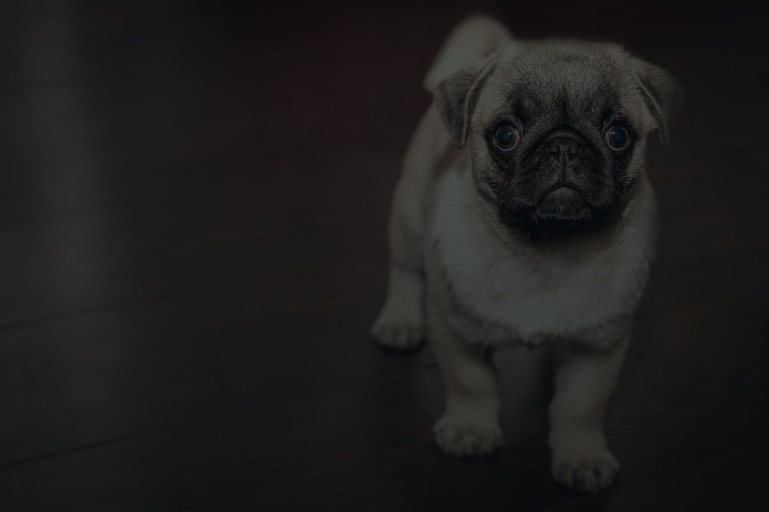 How to Set up Pug File Linting with Gulp | Sheelah Brennan